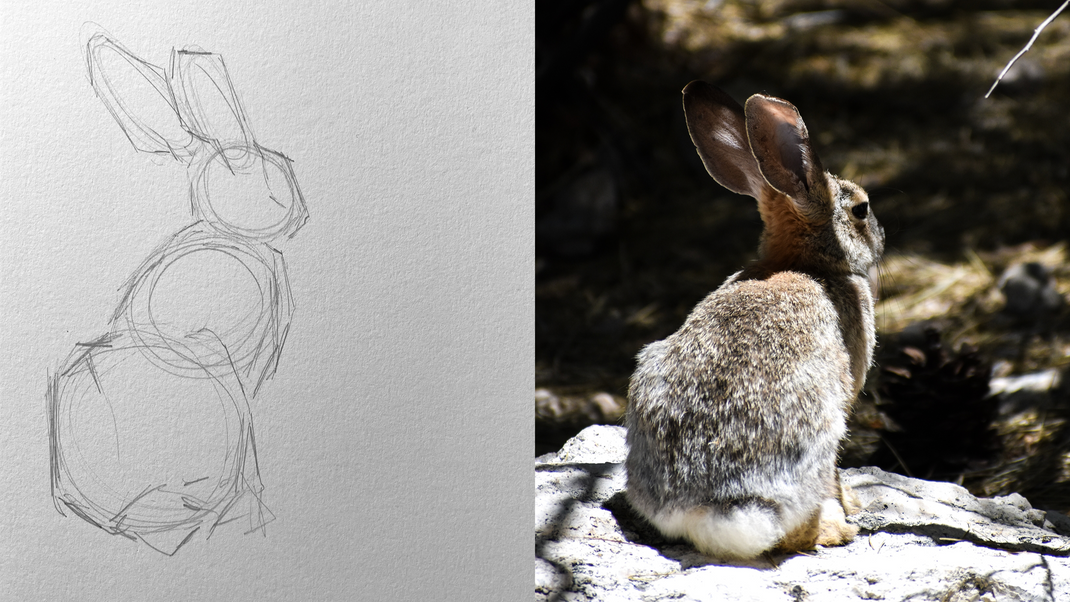 Pencil Sketching for Beginner Artists – Louise Stigell